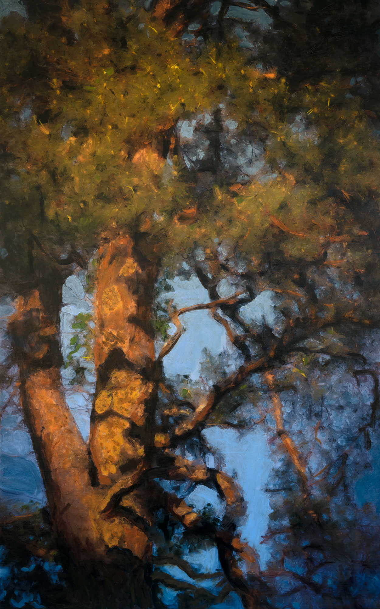 Old Rugged Pine No. 1 | Robert Thomas Weathers